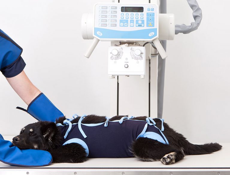 Digital X-Rays | Morris County, NJ | St. Francis Veterinary MC